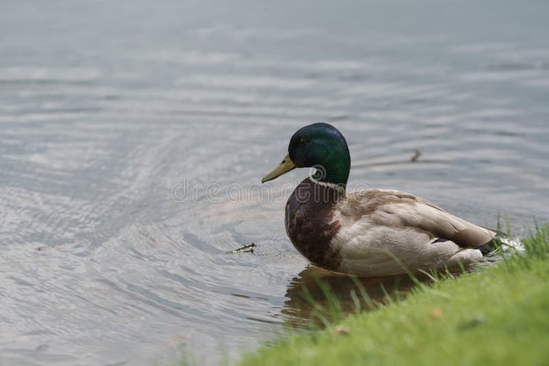 Male Common Duck on a Lake Shore Stock Photo - Image of brown, green ...