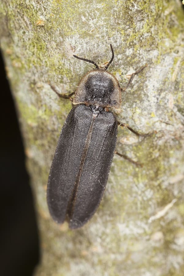 Male Common Glow-worm (Lampyris Noctiluca) Stock Photo - Image of brown ...