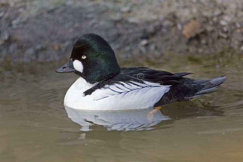 Male Common Goldeneye, Bucephala Clangula Stock Image - Image of animal ...