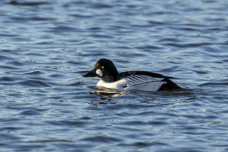 Male Common Goldeneye Duck on the River Stock Image - Image of common ...