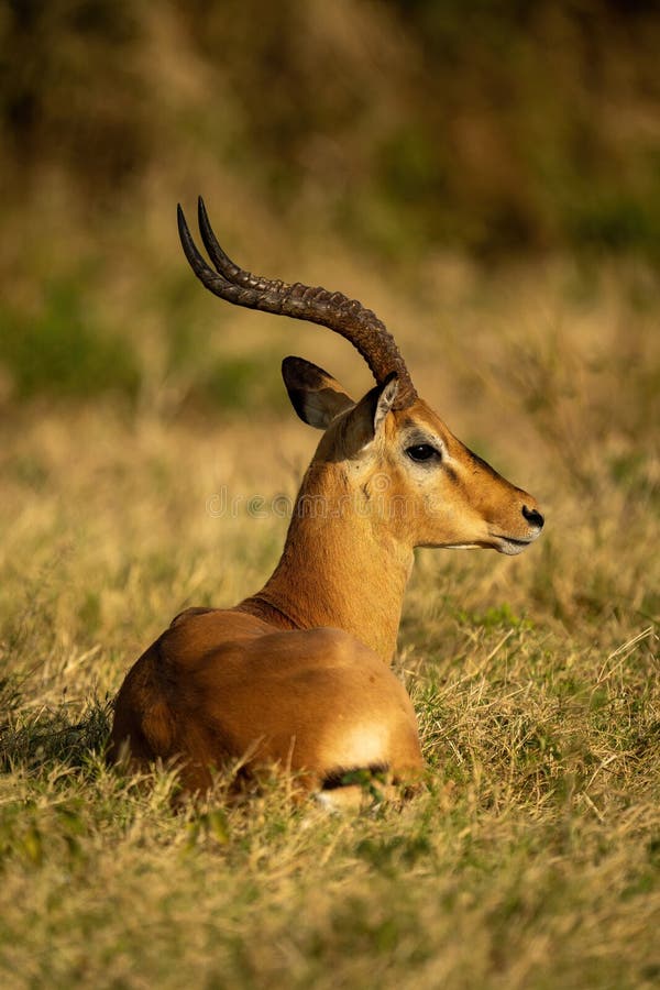 Male Common Impala Lies in Grass Staring Stock Image - Image of ...