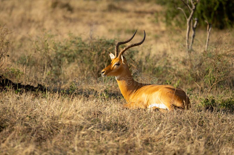 Male Common Impala Lying in Grass Staring Stock Image - Image of safari ...