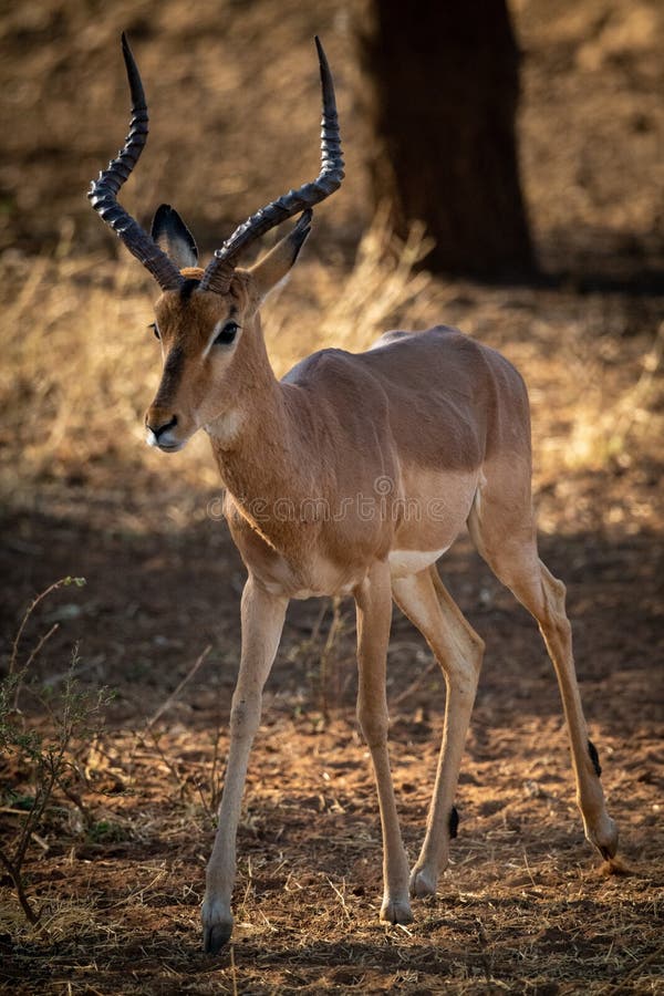 Male Common Impala Passes Tree in Shadows Stock Image - Image of gabus ...