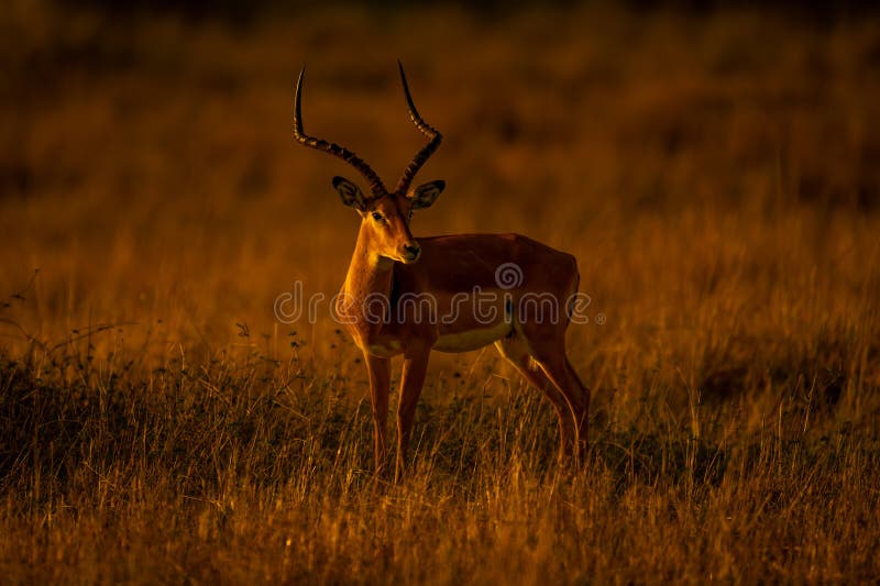 Male Common Impala Standing in Golden Light Stock Photo - Image of ...