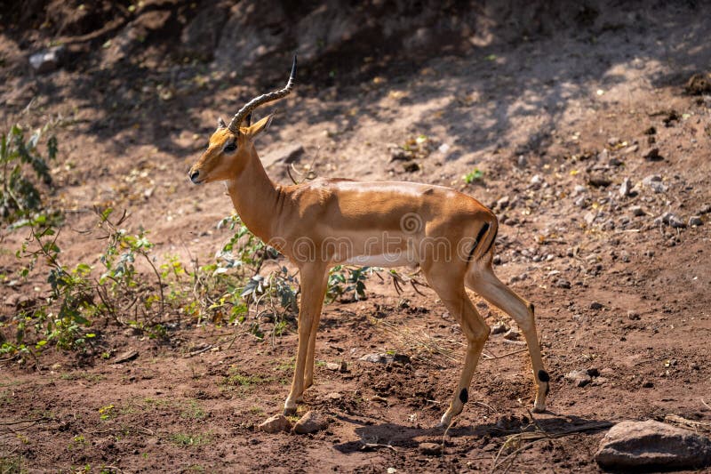 Male Common Impala Standing with Missing Horn Stock Image - Image of ...