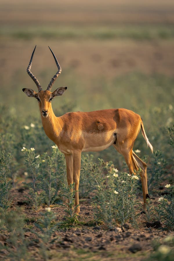 729 Impala High Defenition Stock Photos - Free & Royalty-Free Stock ...