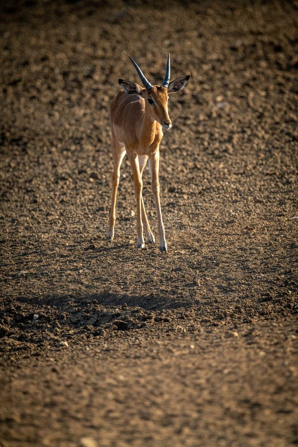 Male Common Impala Stands on Bare Ground Stock Photo - Image of ...