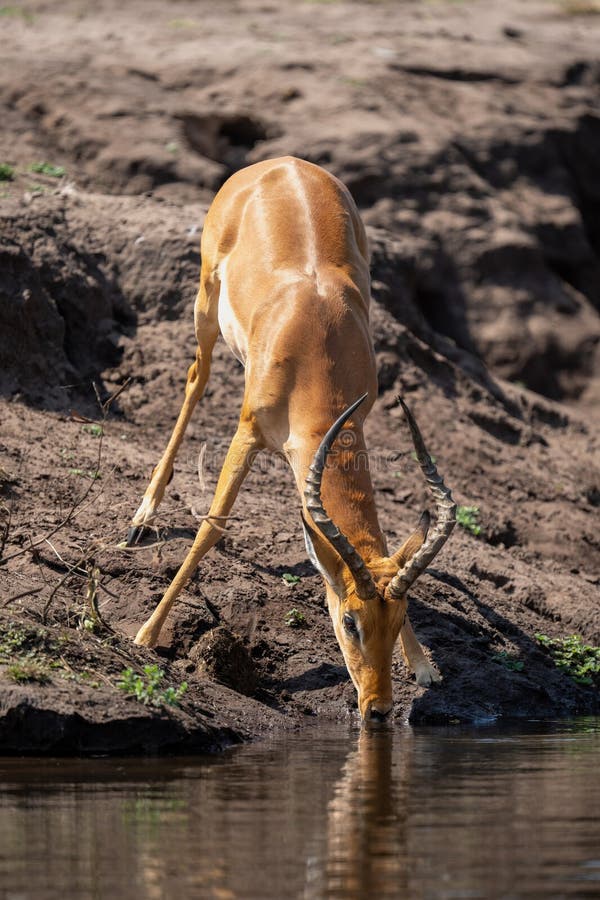 Male Common Impala Stands Drinking from River Stock Photo - Image of ...