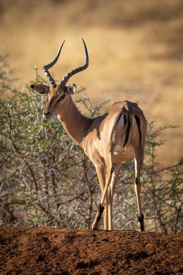 Male Common Impala Stands on Earth Ridge Stock Image - Image of namibia ...