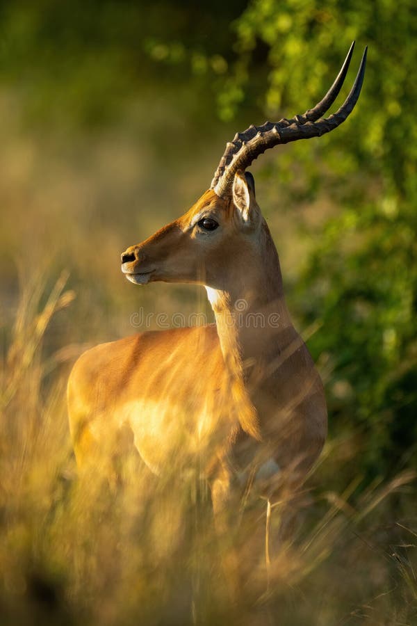 Male Common Impala Stands in Golden Light Stock Image - Image of ...