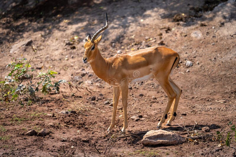 Male Common Impala Stands with Missing Horn Stock Photo - Image of ...