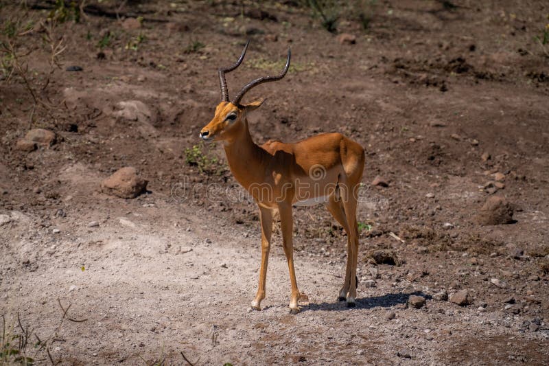 Male Common Impala Stands on Rocky Hillside Stock Image - Image of ...