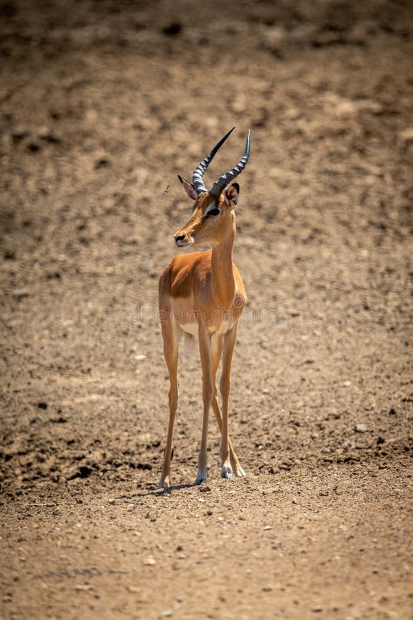 Male Common Impala Stands on Rocky Slope Stock Image - Image of drive ...
