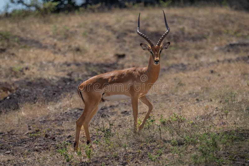 Male Common Impala Stands on Slope Staring Stock Photo - Image of ...