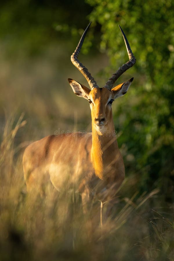 Male Common Impala Stands Staring in Bushes Stock Photo - Image of male ...