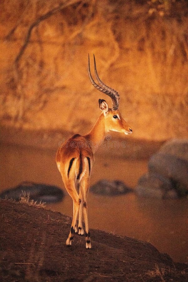 Male Common Impala Stands Staring on Riverbank Stock Photo - Image of ...