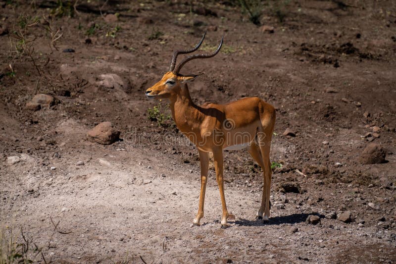 Male Common Impala Stands on Stony Ground Stock Photo - Image of nature ...