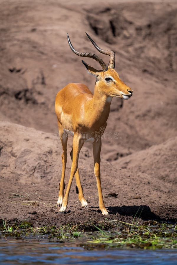Male Common Impala Stands on Sunny Riverbank Stock Image - Image of ...