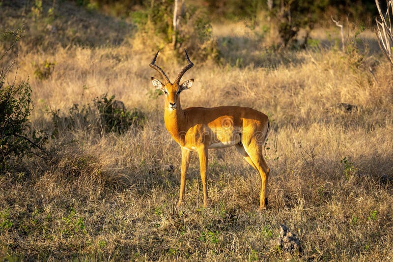Male Common Impala Stands Turning Toward Camera Stock Photo - Image of ...