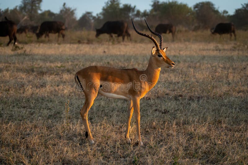 Male Common Impala Stands in Warm Light Stock Image - Image of park ...