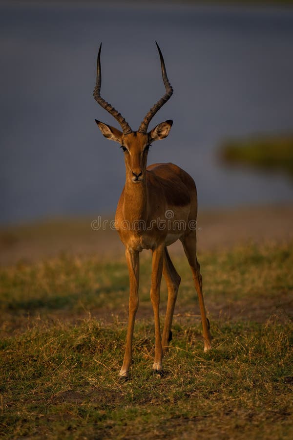 Male Common Impala Stands Watching on Riverbank Stock Image - Image of ...