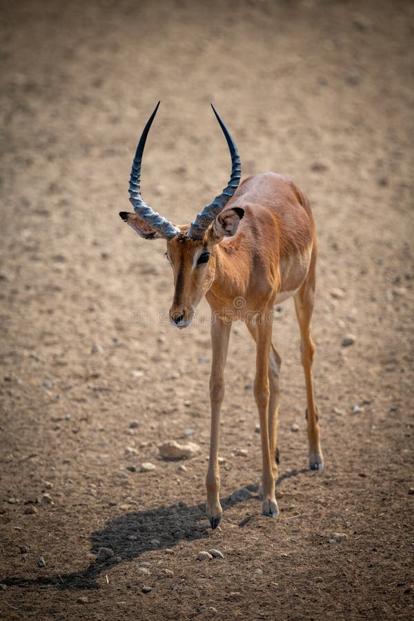 Male Common Impala Walks Across Stony Ground Stock Photo - Image of ...
