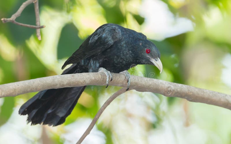 Couple of Male Common Koel(Asian Koel) Bird Stock Photo - Image of ...