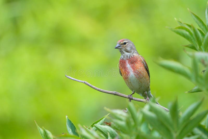 A Male Common Linnet Sitting on a Small Twig Stock Image - Image of ...