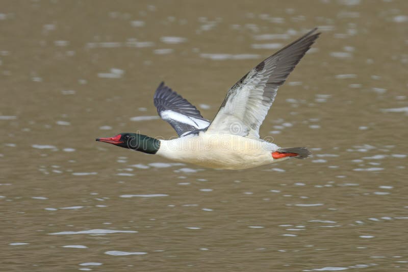 Male common Merganser stock photo. Image of male, merganser - 270597264