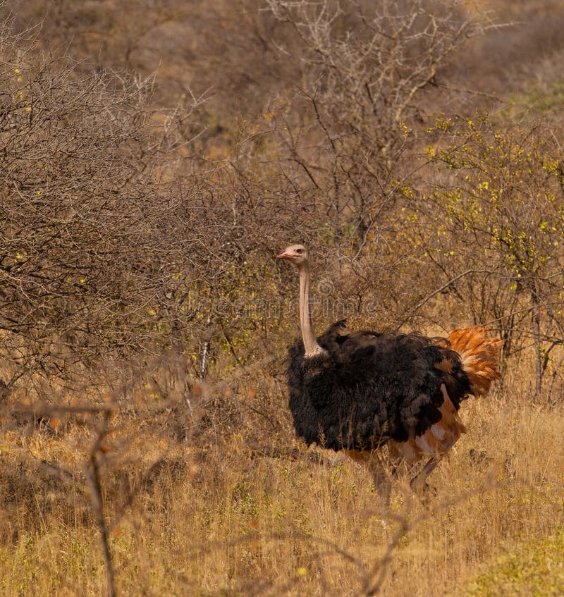 A male Common Ostrich stock photo. Image of coming, color - 24039986