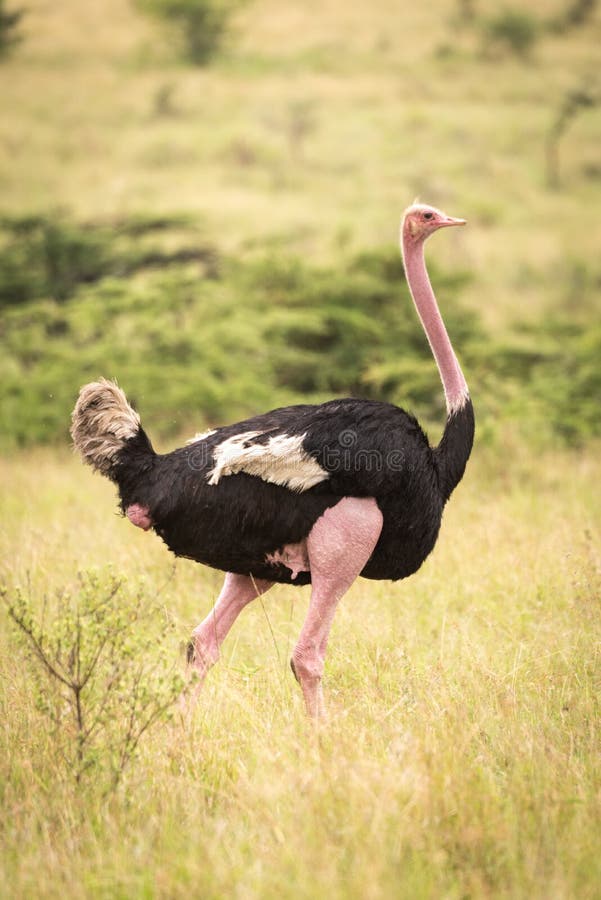 Male Common Ostrich Walks through Long Grass Stock Image - Image of ...