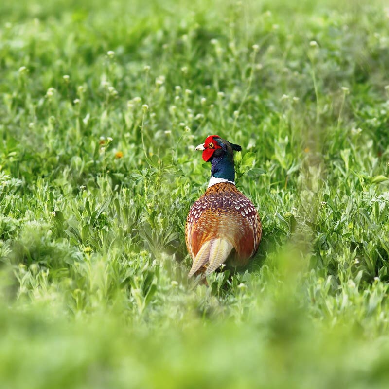 Male Common Pheasant on Green Field Stock Photo - Image of animal, beak ...