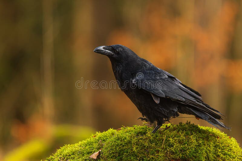 Male Common Raven (Corvus Corax) with Orange Background Stock Image ...