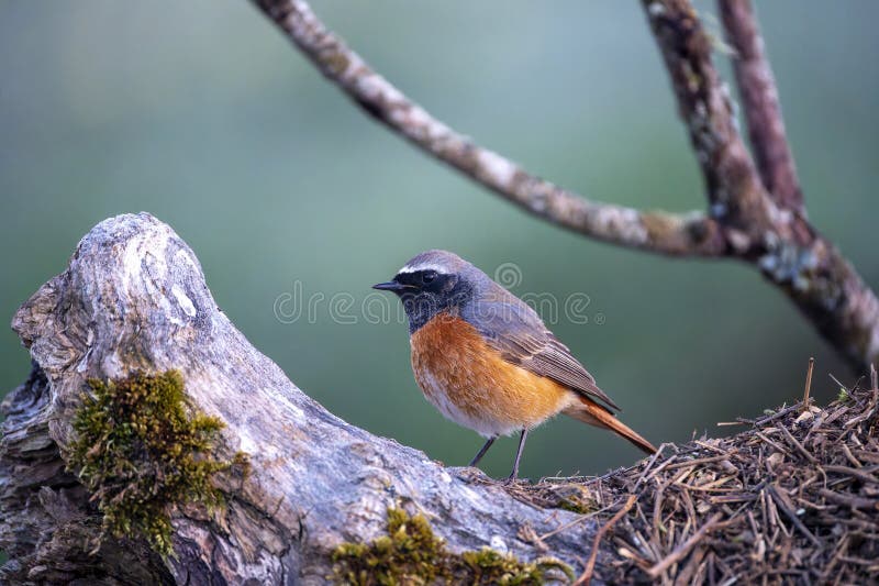Common Redstart Standing on an Old Rock in the Morning Stock Photo ...