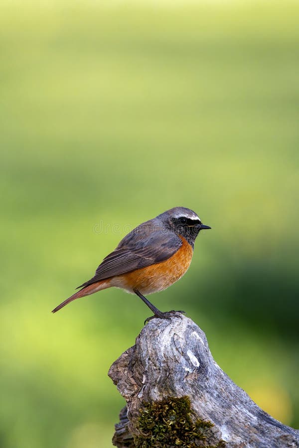 Common Redstart Standing on an Old Rock in the Morning Stock Photo ...