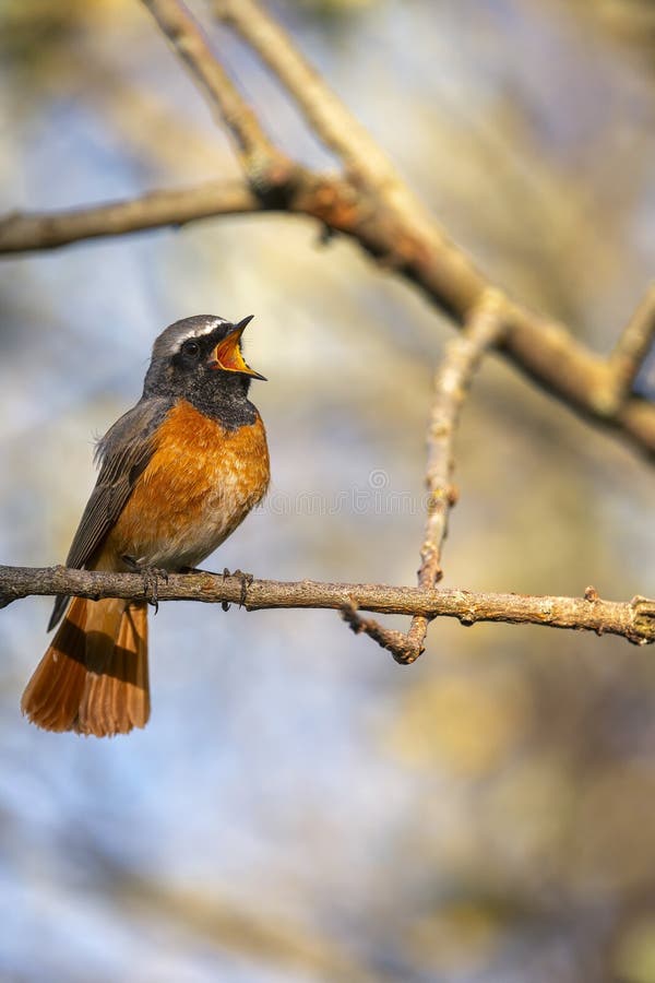 Common Redstart Standing on an Old Rock in the Morning Stock Photo ...