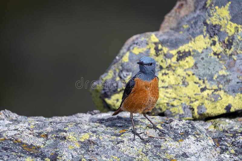 Male Common Rock Thrush Perched on a Rock Stock Image - Image of color ...