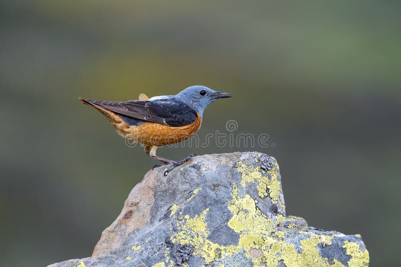 Male Common Rock Thrush Perched on a Rock Stock Image - Image of male ...