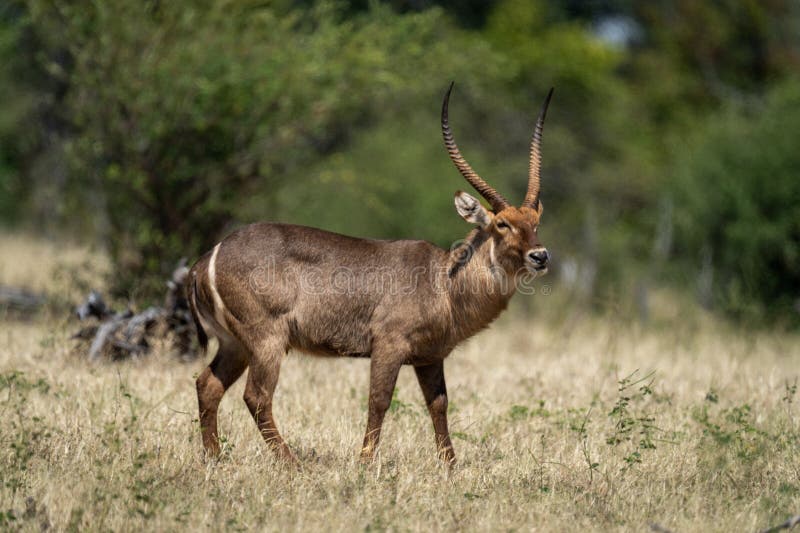 Male Common Waterbuck Stands in Long Grass Stock Image - Image of ...