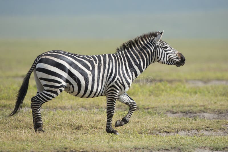 Zebra Running Fast, Kruger Park Stock Image - Image of safari, wildlife ...