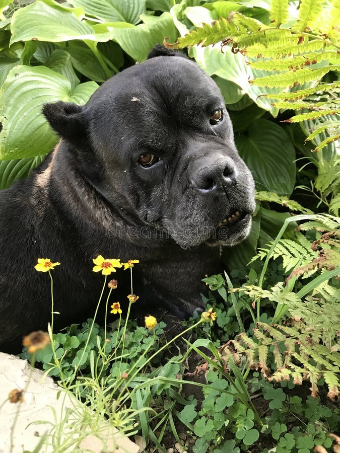 Male Cone Corso stock photo. Image of terrier, plant - 275048378