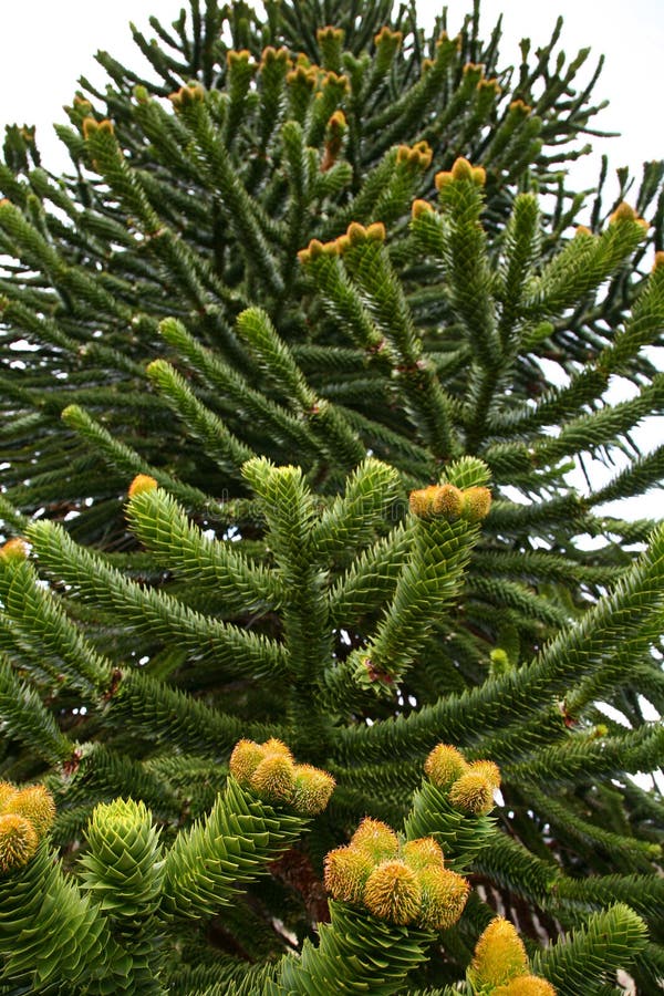 Male Cones of the Araucaria Araucana Tree Stock Image - Image of ...