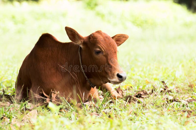 Male cow on Meadow stock photo. Image of land, scenic - 63614226