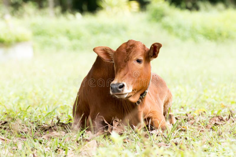 Male cow on Meadow stock image. Image of animal, culture - 63614291