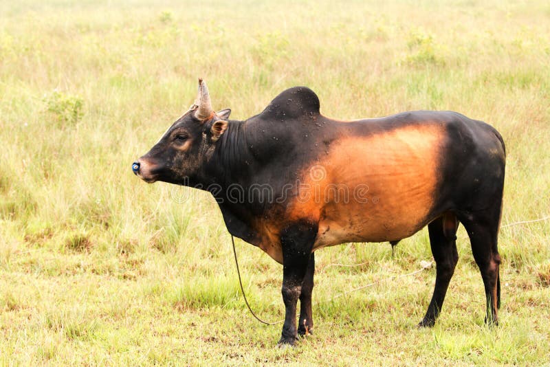 Male cow on Meadow stock photo. Image of animal, natural - 78867138