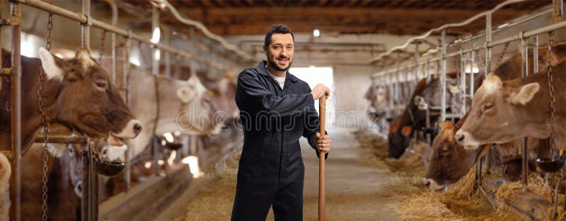 Barn Worker Walking Cowshed Inspecting Production Process on Farm Close ...