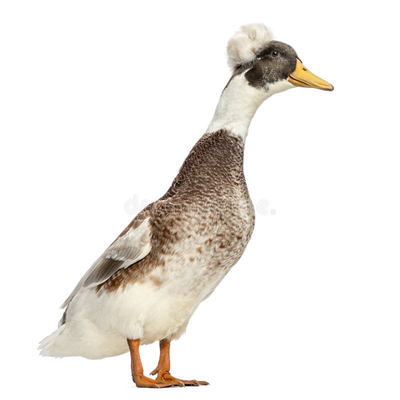 Male Crested Ducks, Lophonetta Specularioides, Standing Stock Photo ...