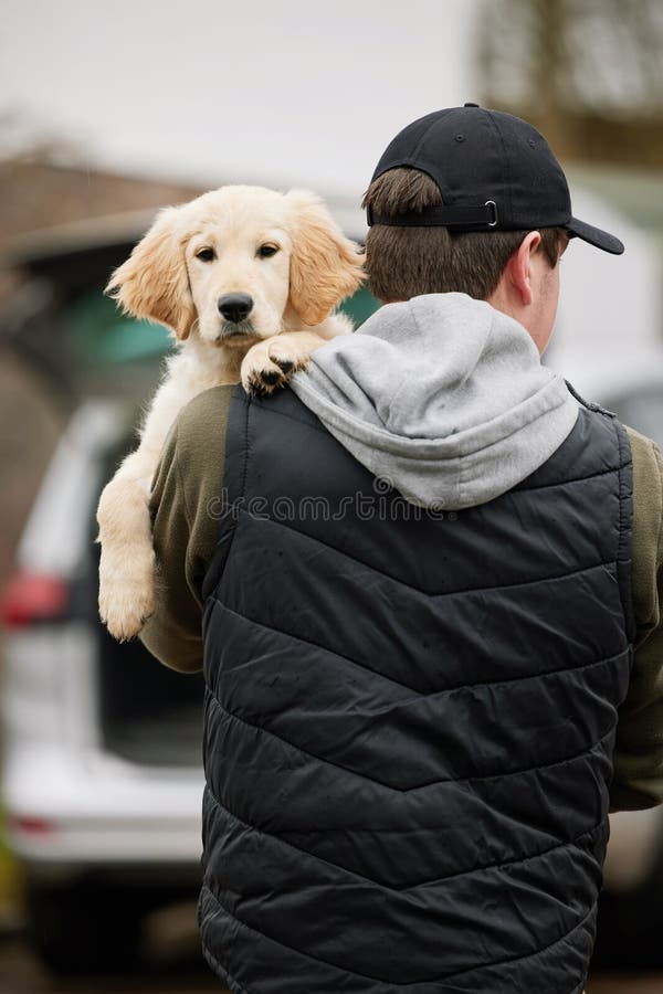 Male Criminal Stealing or Dognapping Puppy during Health Lockdown Stock ...
