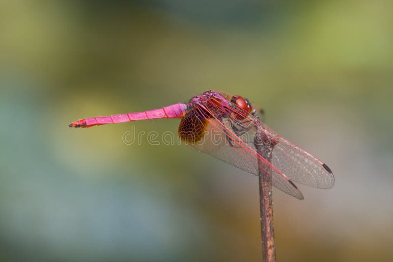 A Male Crimson Dropwing Dragonfly Stock Photo - Image of park, plant ...