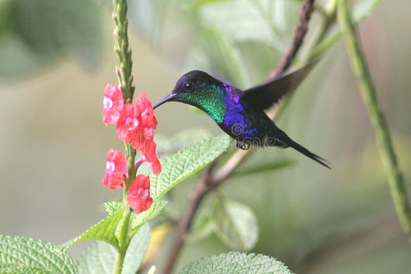 Male Crowned Woodnymph stock image. Image of wildlife - 25351949
